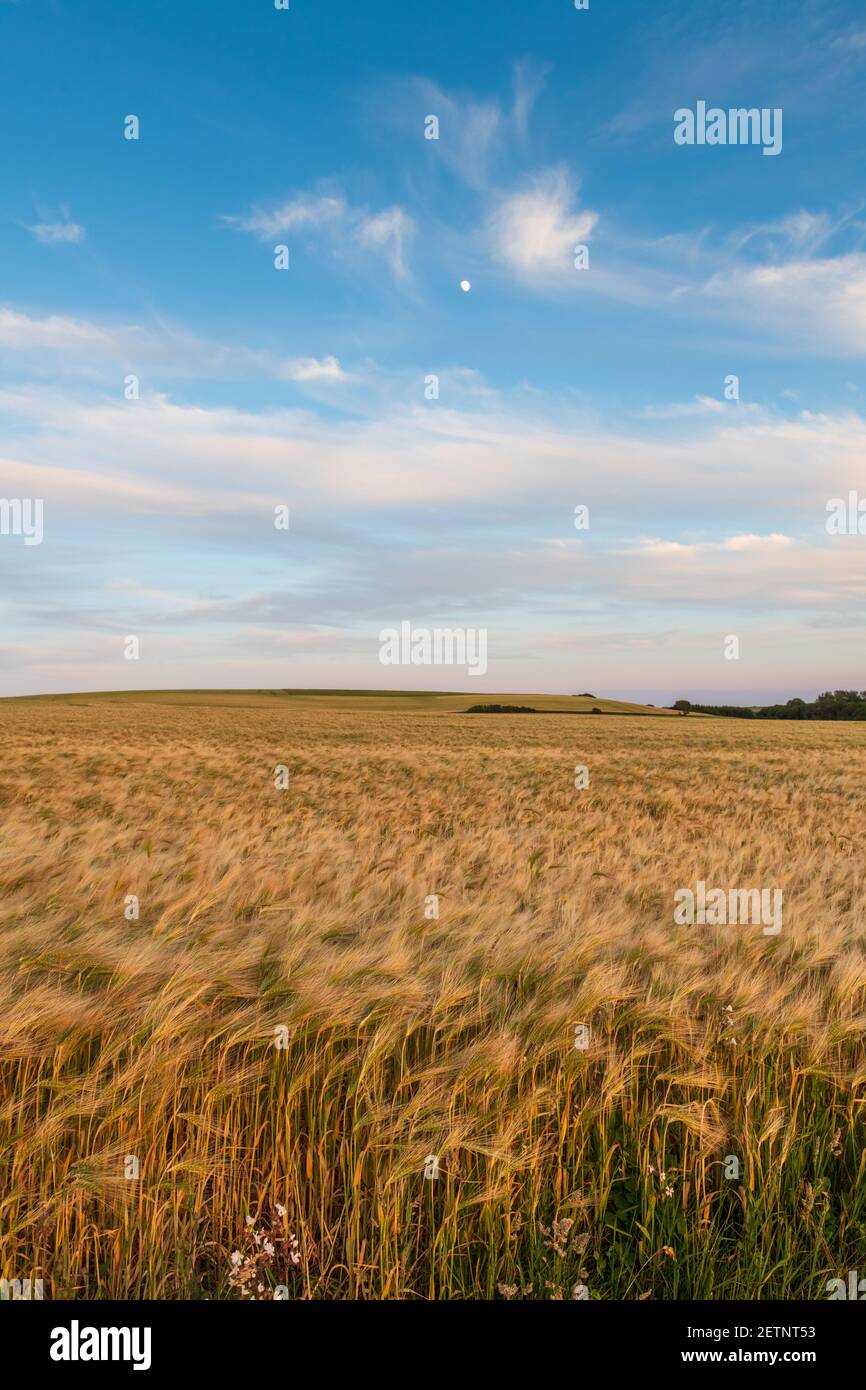 Gerstenfeld Wind Stockfotos und -bilder Kaufen - Alamy