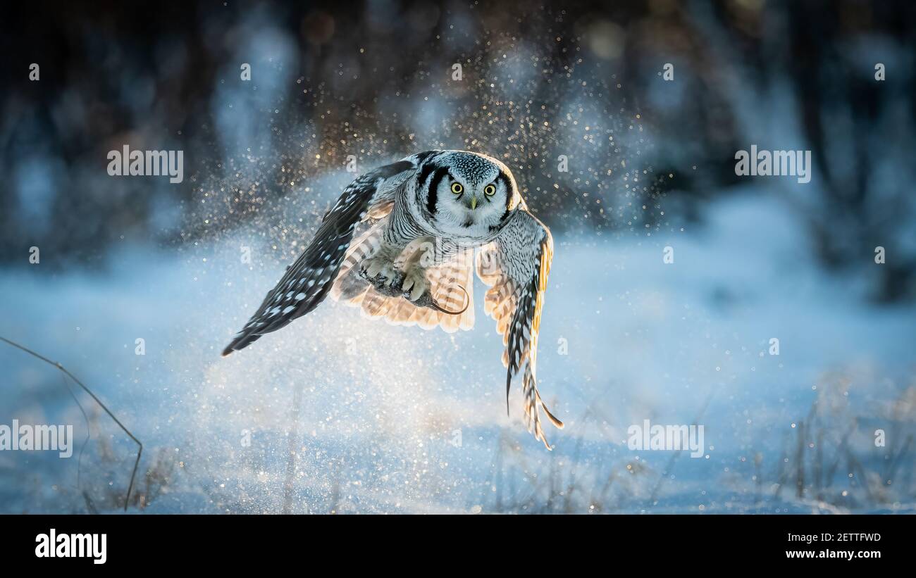 Minus 30 grad -Fotos und -Bildmaterial in hoher Auflösung – Alamy