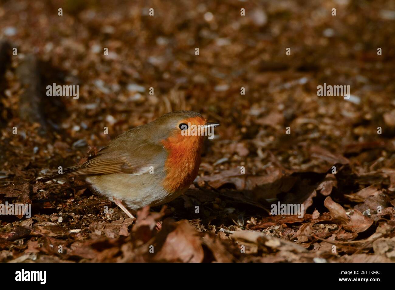 Europäischer Robin (Erithacus rubecula), der Samen vom Boden frisst ...