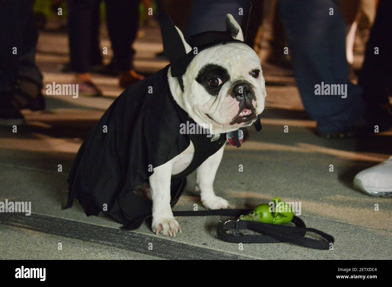 Ein Hund verkleidet als Batman bei der Hommage an "Batman"-Star Adam ...
