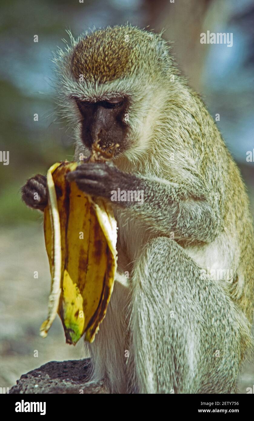 Affe banane -Fotos und -Bildmaterial in hoher Auflösung – Alamy