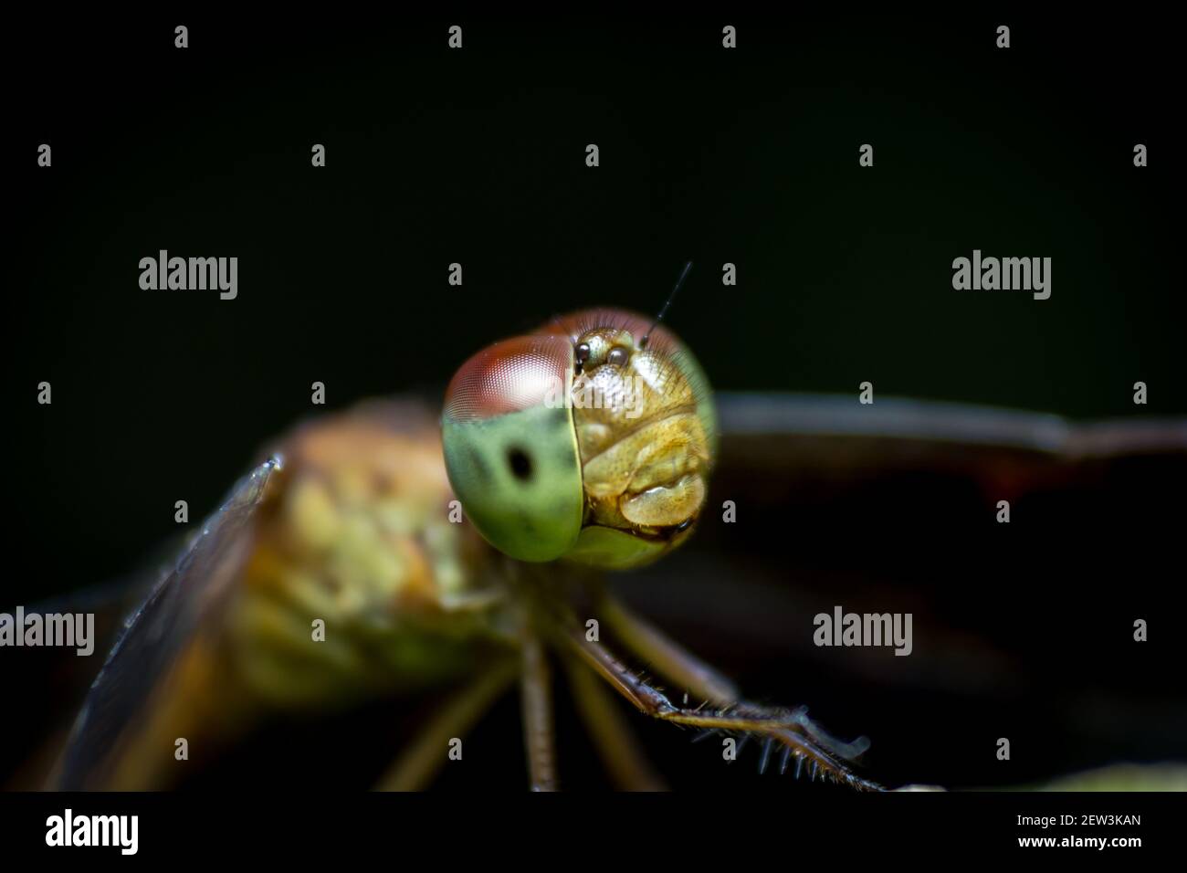 Schöne Naturbilder Libelle Zeige die Details des Kopfes Und die Augen ...
