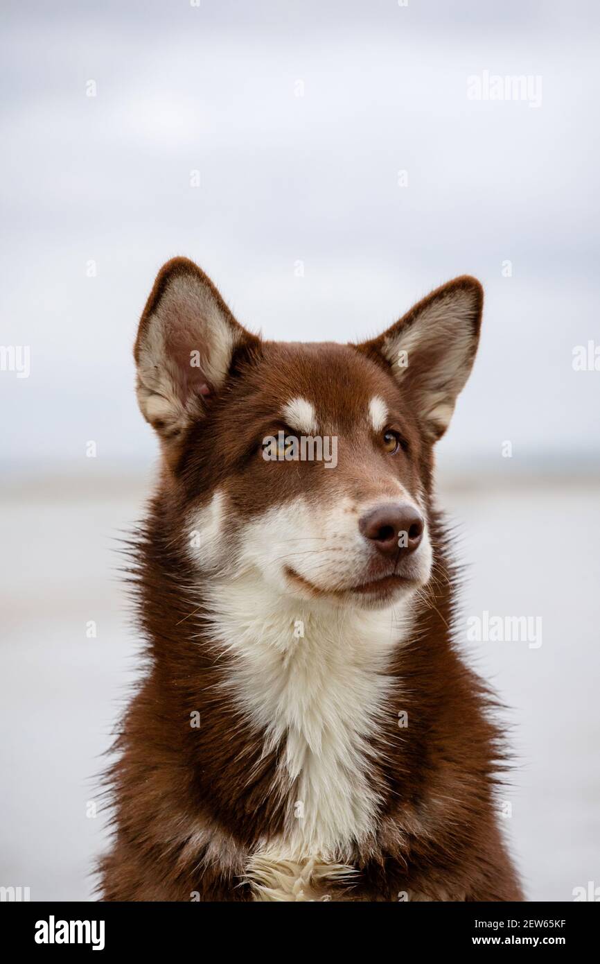 Brown husky -Fotos und -Bildmaterial in hoher Auflösung – Alamy