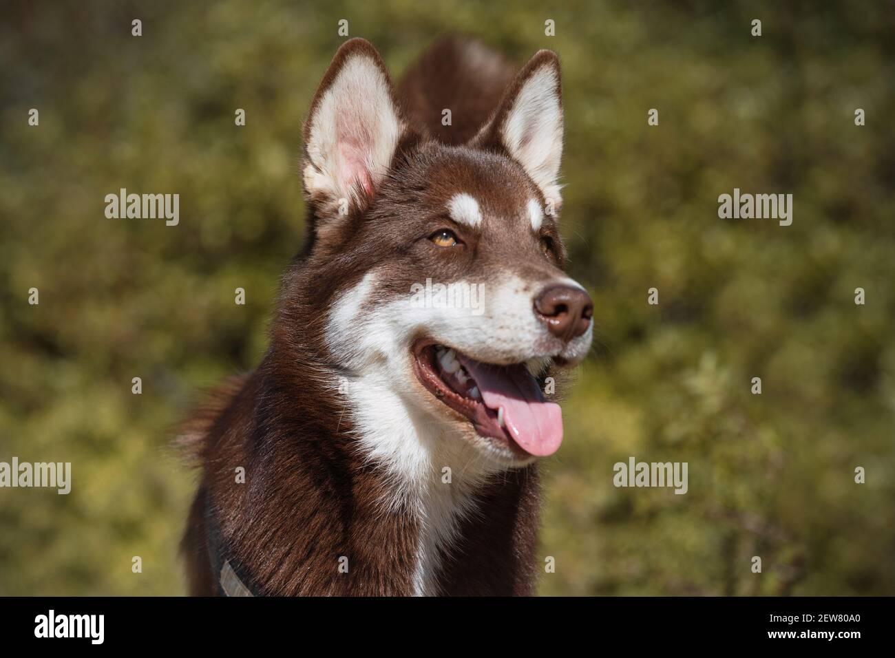 Brown husky -Fotos und -Bildmaterial in hoher Auflösung – Alamy