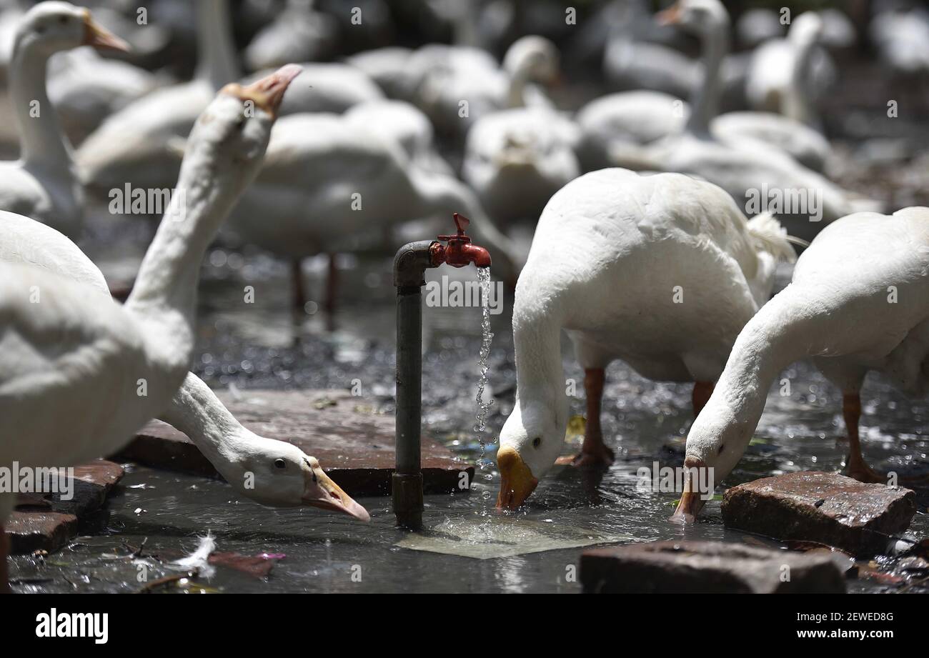 NEU-DELHI, INDIEN - MAI 5: Enten löschen ihren Durst aus dem Wasser, das aus einem Wasserhahn ...