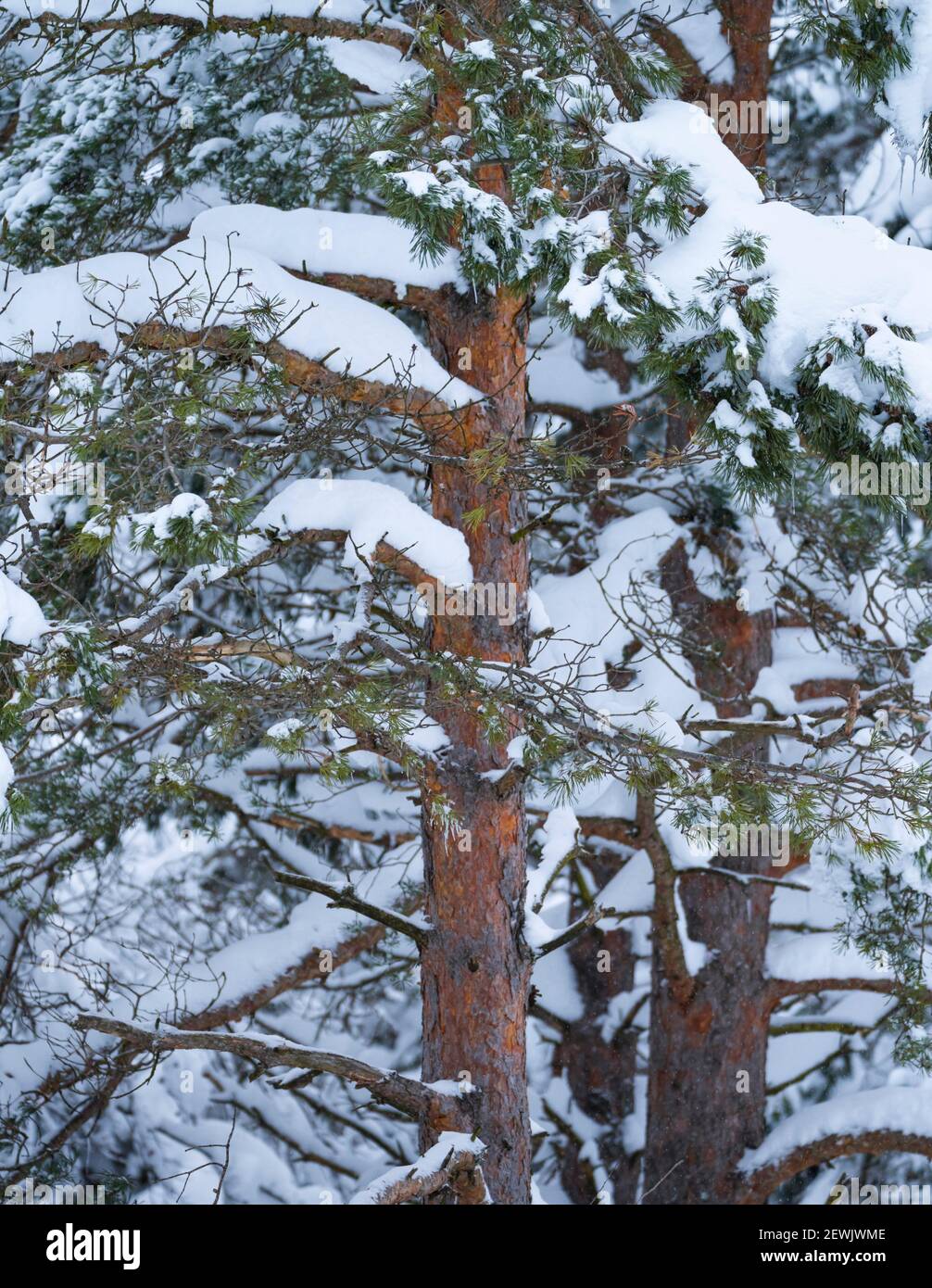 Nadelbaum design -Fotos und -Bildmaterial in hoher Auflösung – Alamy