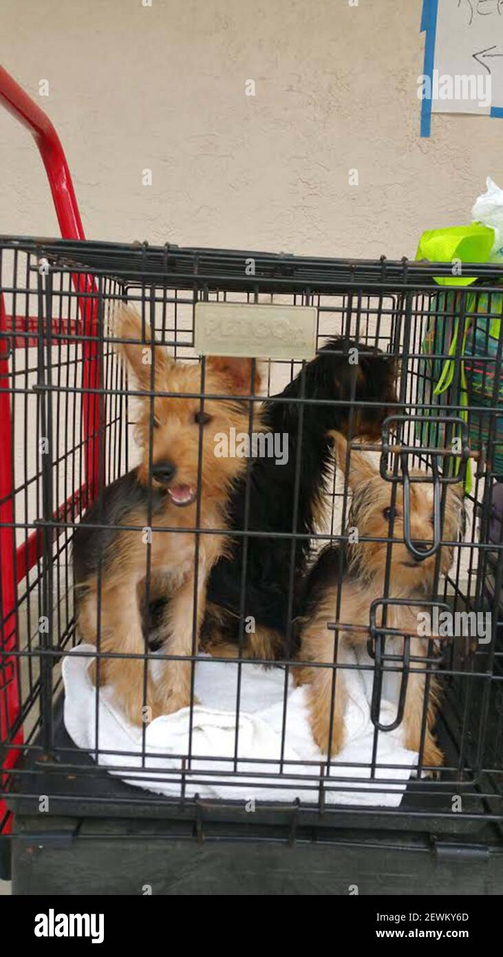 Linda Martins drei Yorkies -- Big G, Benji und Love -- warten in ihrer ...