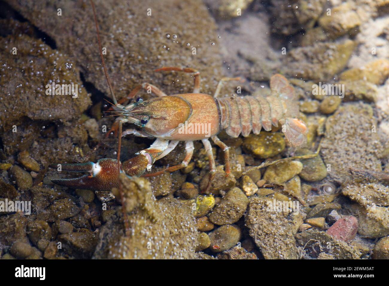 Der Signalkrebs Stockfotos und -bilder Kaufen - Alamy