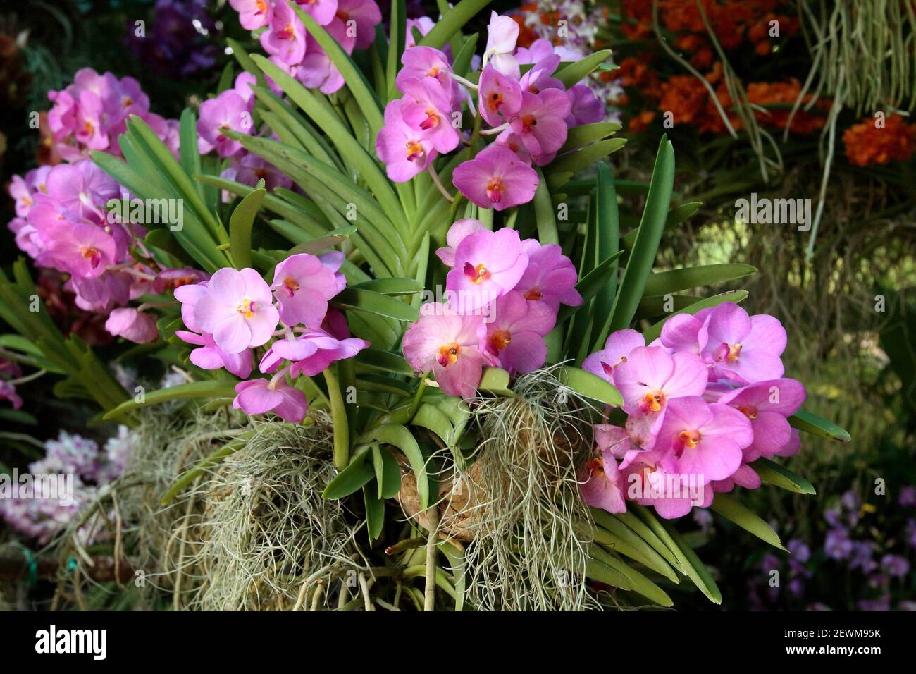 Hybrid vanda orchidee -Fotos und -Bildmaterial in hoher Auflösung – Alamy