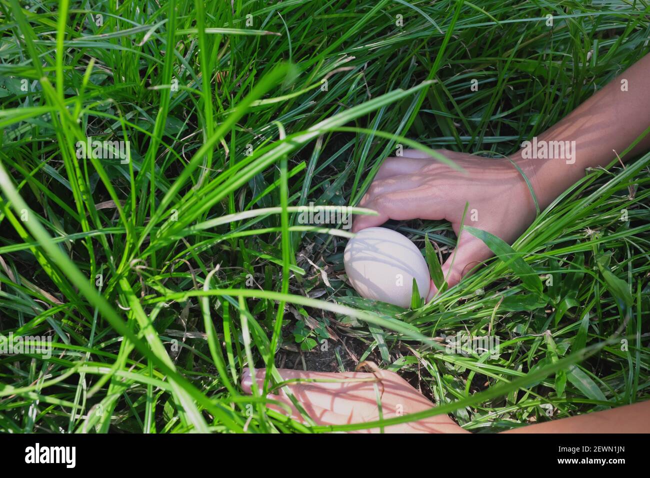 Verstecktes Gartenkonzept Stockfotos und -bilder Kaufen - Alamy