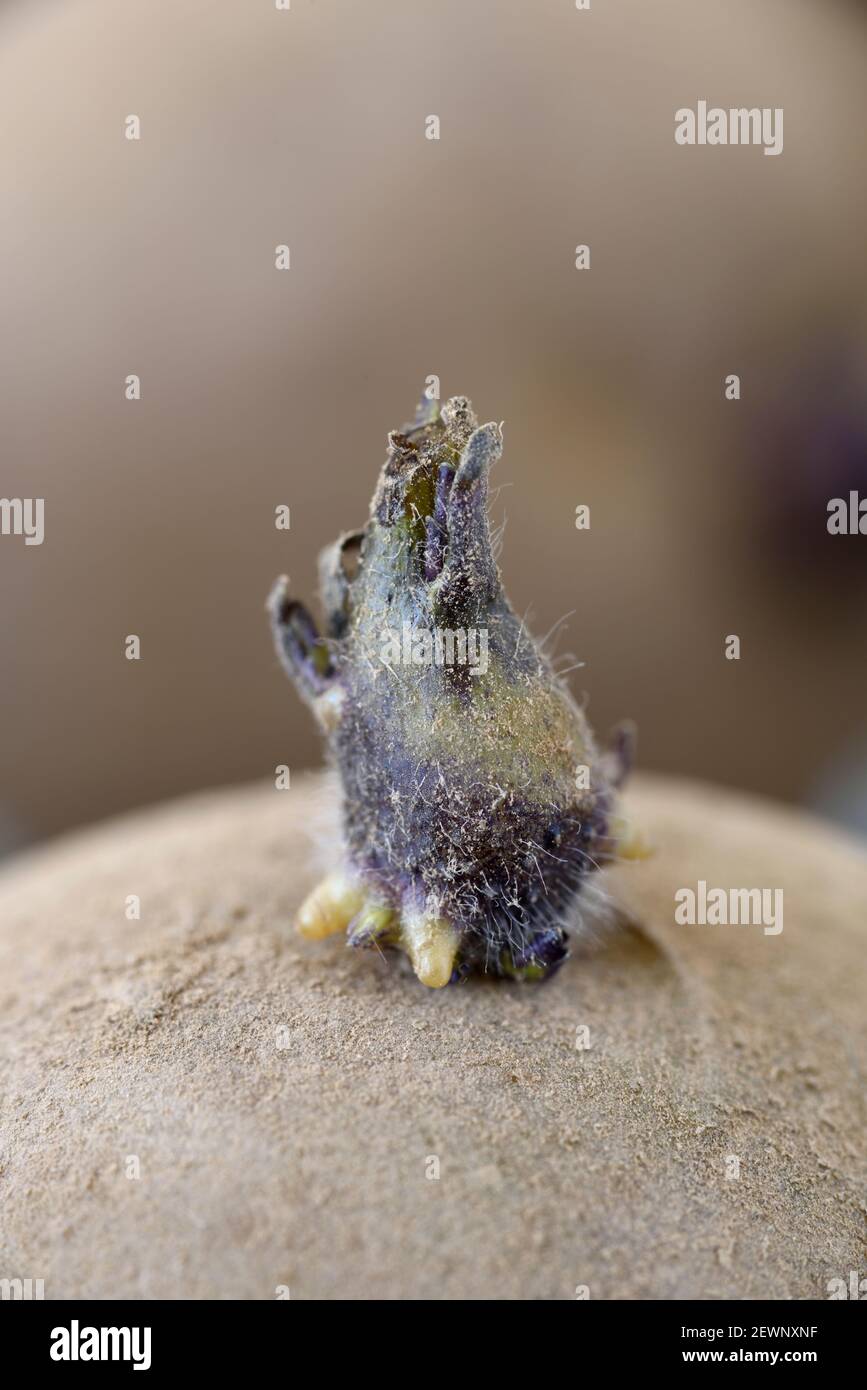 Chit kartoffel -Fotos und -Bildmaterial in hoher Auflösung – Alamy