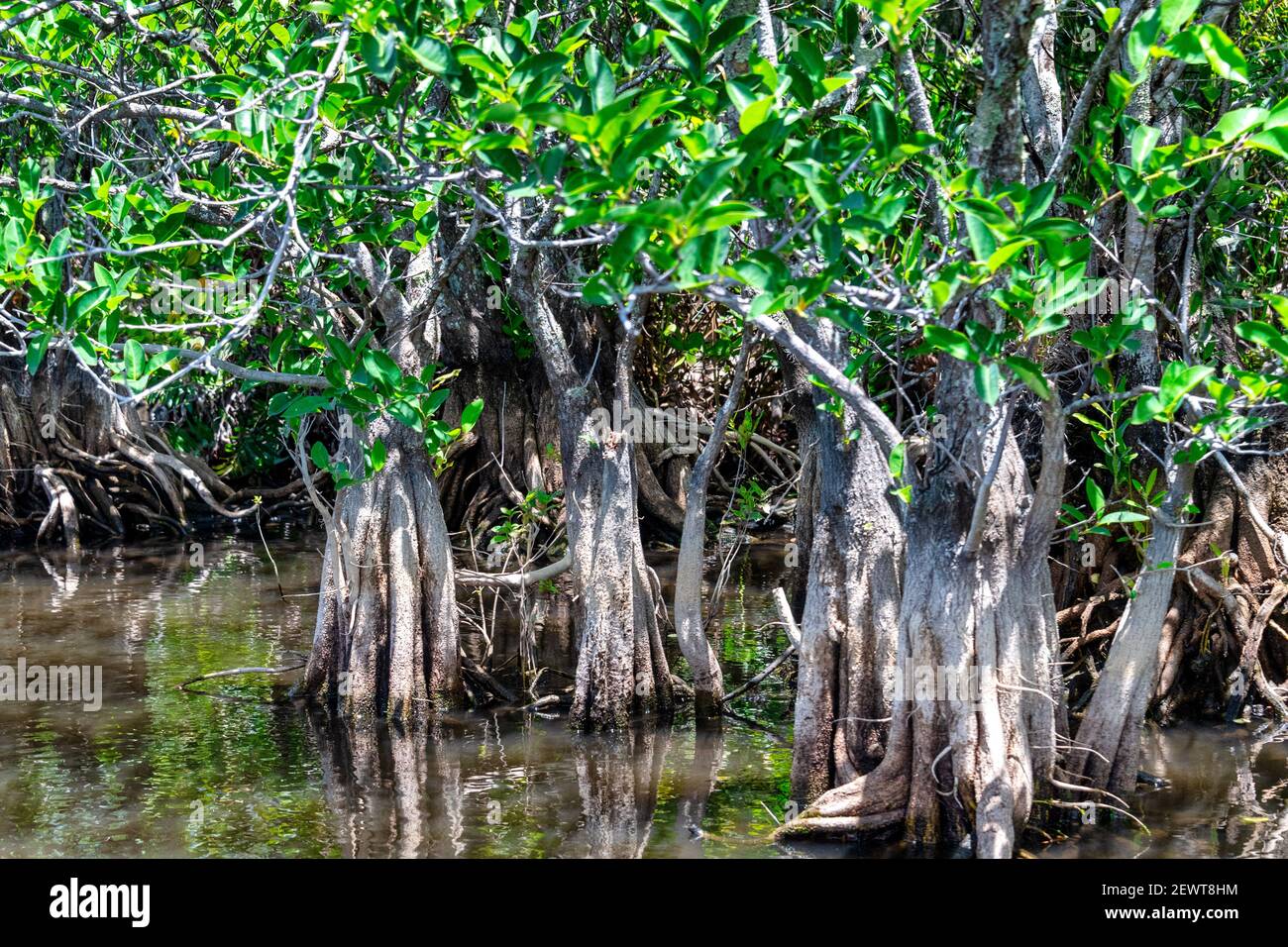 Mangrove swamps habitat -Fotos und -Bildmaterial in hoher Auflösung – Alamy