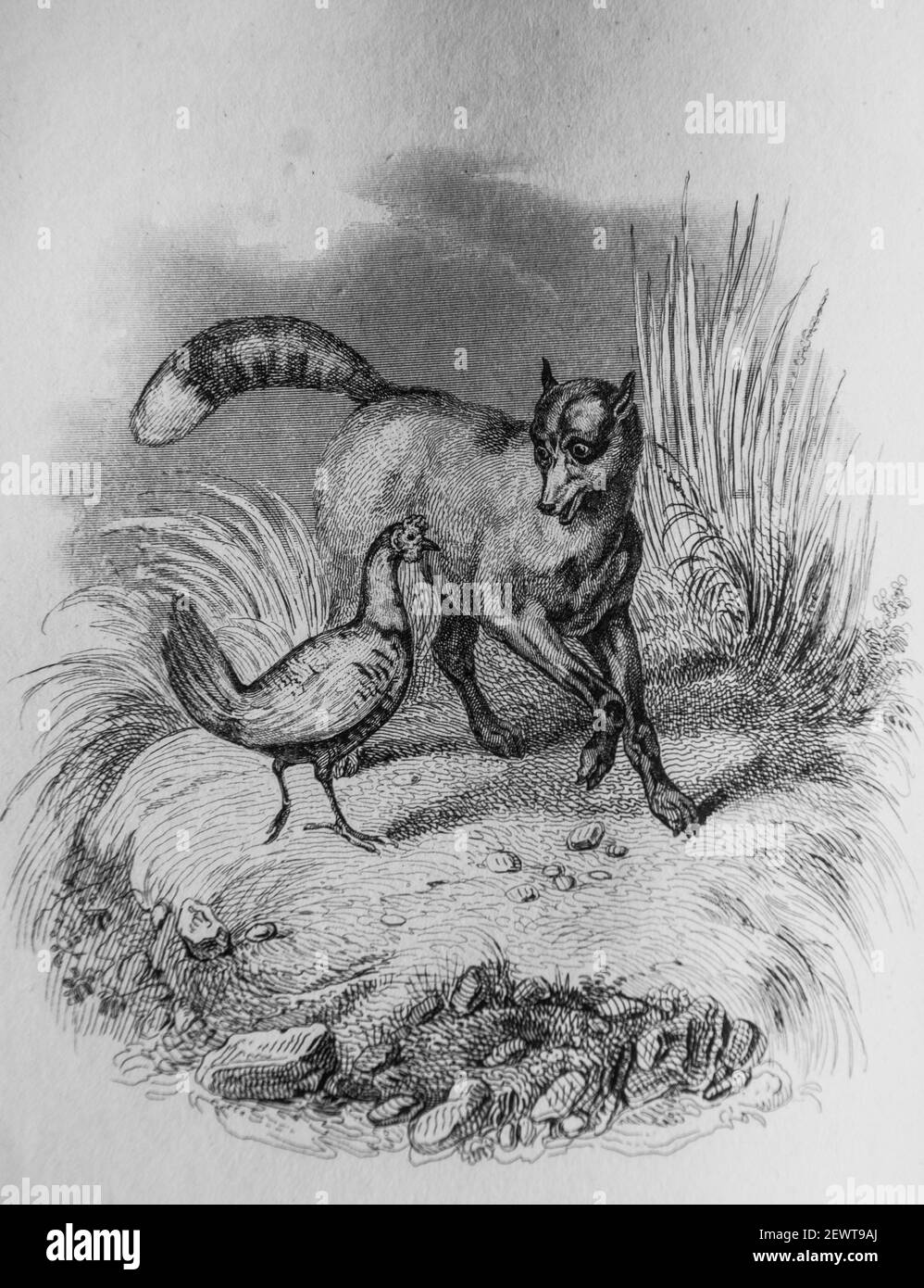 Le vieux renard -Fotos und -Bildmaterial in hoher Auflösung – Alamy