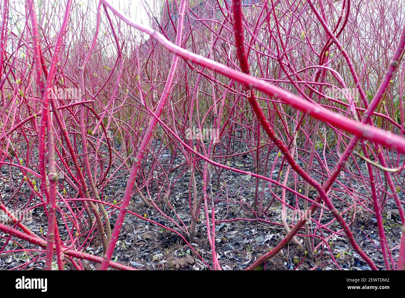 Gemeiner hartriegel cornus sanguinea -Fotos und -Bildmaterial in hoher ...