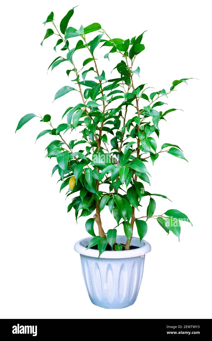 Weeping fig (ficus benjamina) -Fotos und -Bildmaterial in hoher ...