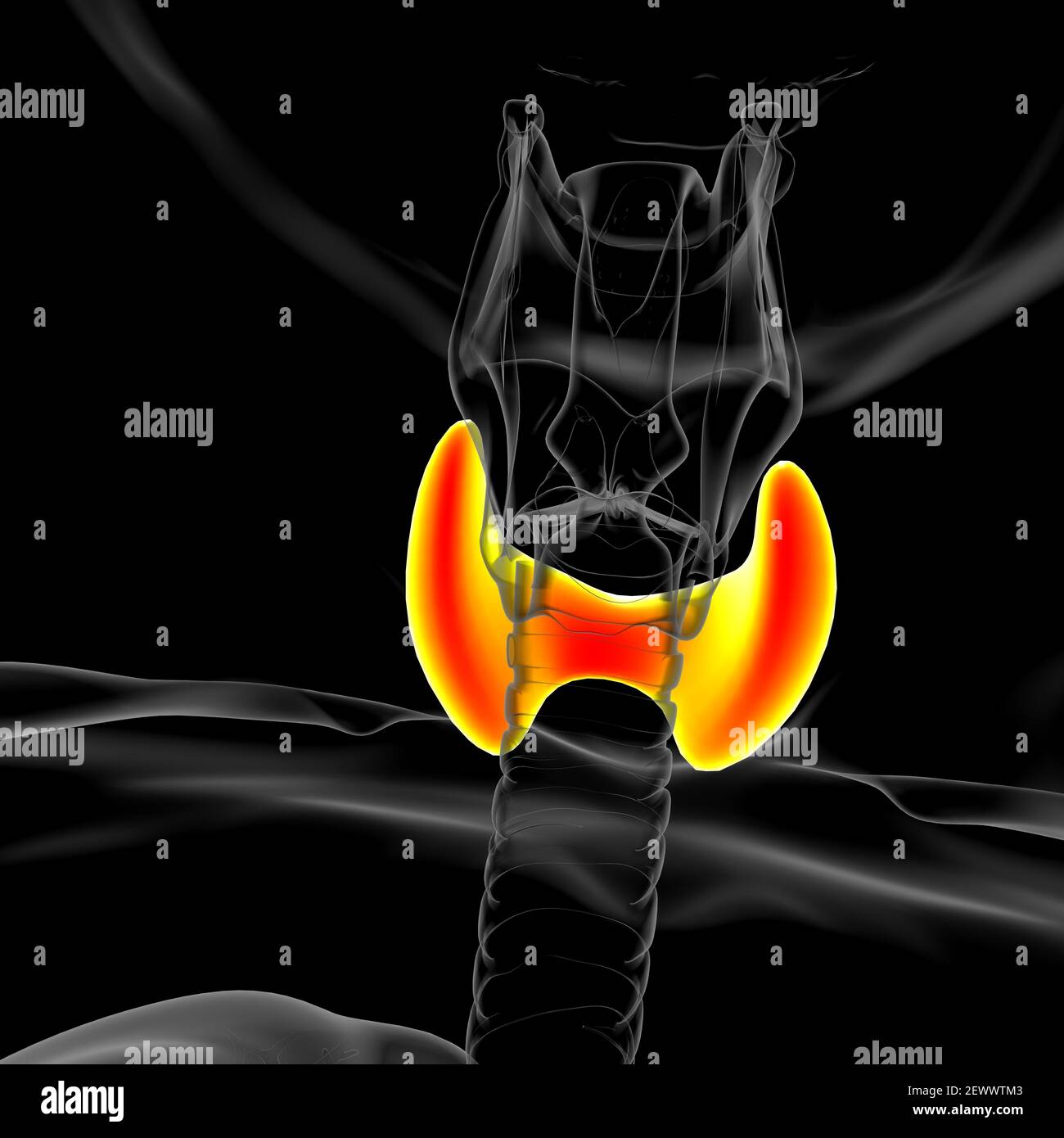 Schilddrüse Anatomie für Medical Concept 3D Illustration ...