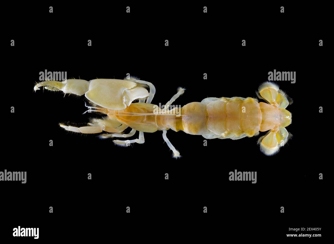 Ghost shrimp neotrypaea californiensis -Fotos und -Bildmaterial in ...