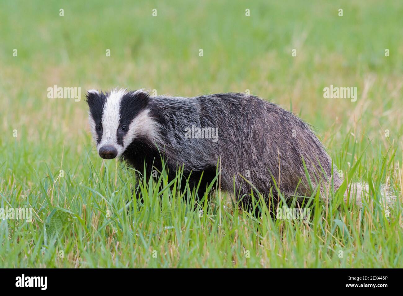 Europäischer Dachs | Europäischer Dachs Informationen – BAZVMX