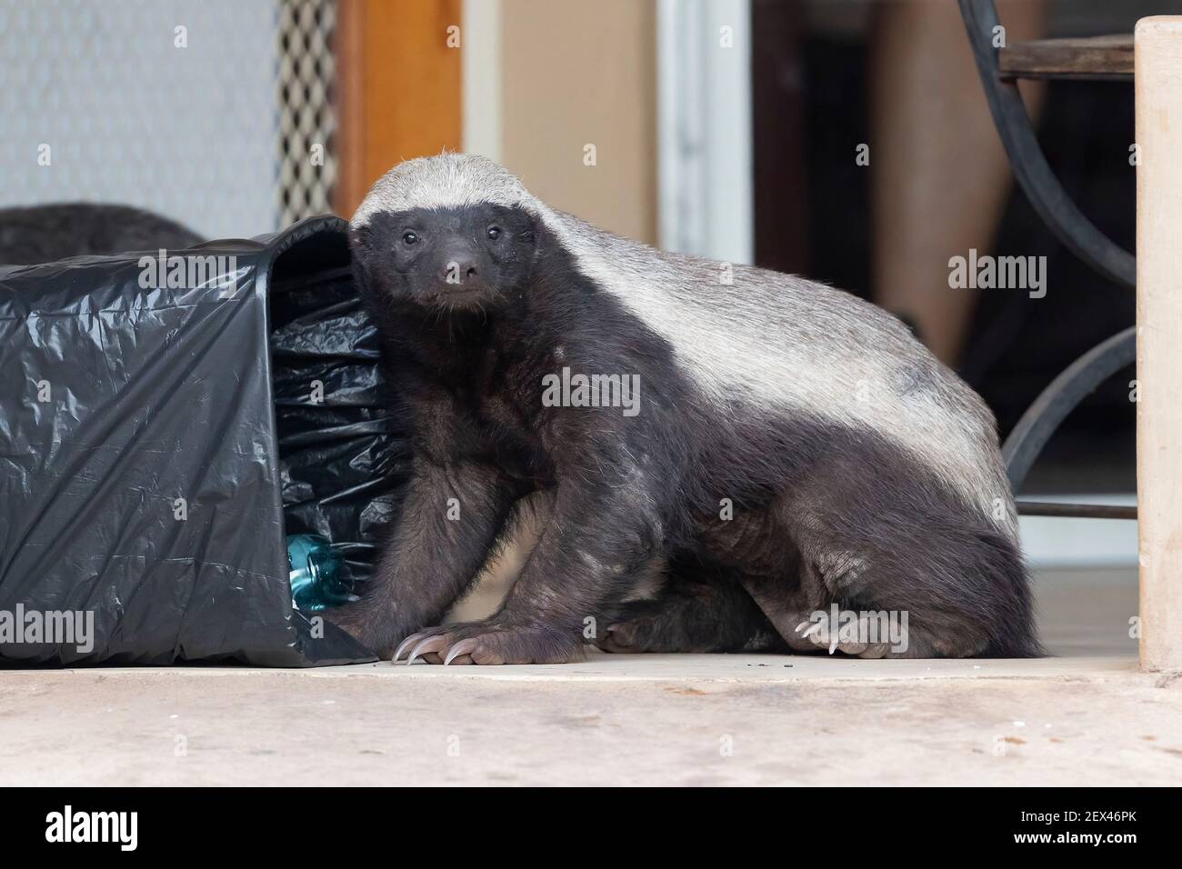 Honey badger food -Fotos und -Bildmaterial in hoher Auflösung – Alamy