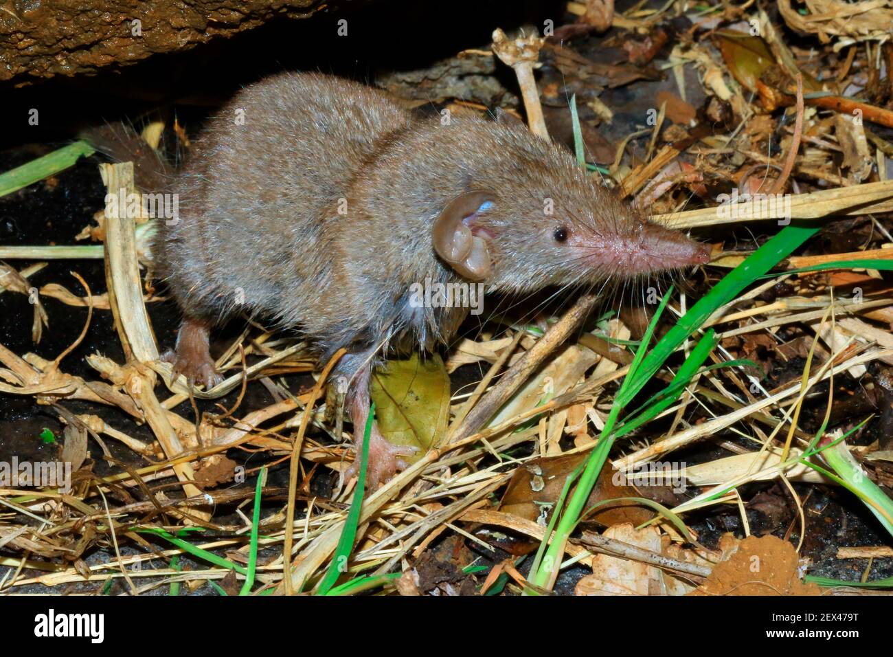 Asiatische Spitzmaus Stockfotos und -bilder Kaufen - Alamy