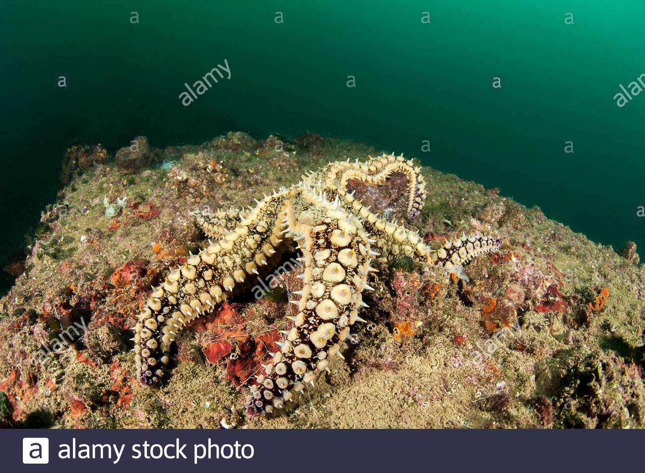Seestern Mund Stockfotos und -bilder Kaufen - Alamy