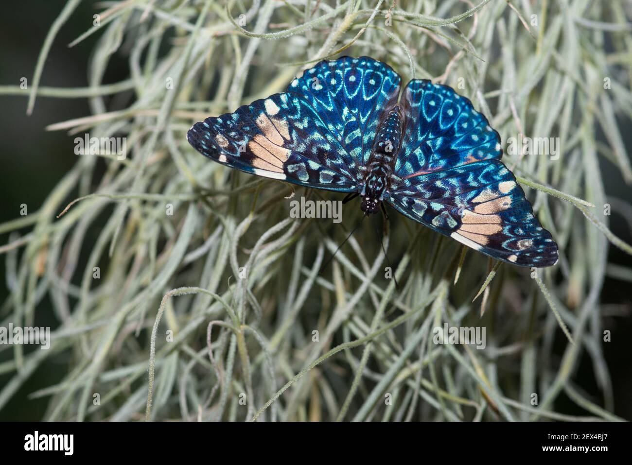 Hamadryas amphinome -Fotos und -Bildmaterial in hoher Auflösung – Alamy