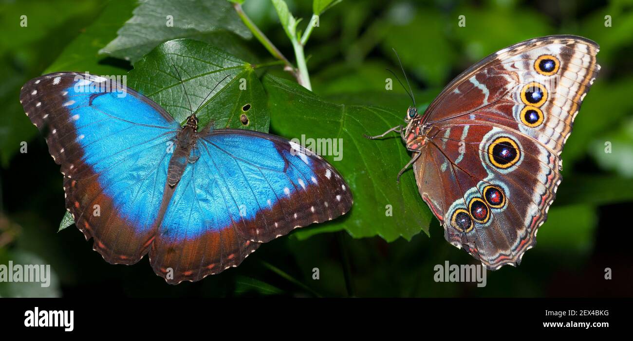 Blaue morphos morpho peleides -Fotos und -Bildmaterial in hoher Auflösung – Alamy