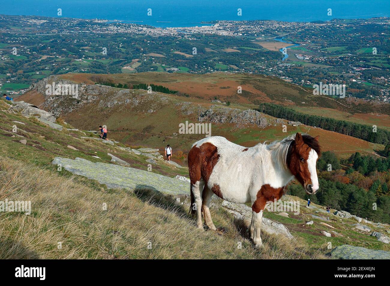 Aufstieg auf der Rhune: Begegnung mit einem Pottok mit Kammkleider. In ...