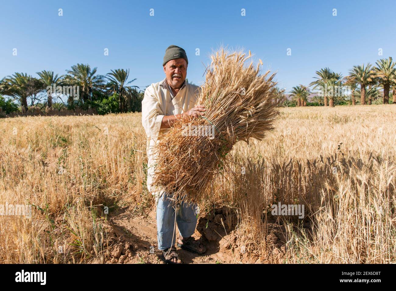 Bauer ernten weizen -Fotos und -Bildmaterial in hoher Auflösung – Alamy