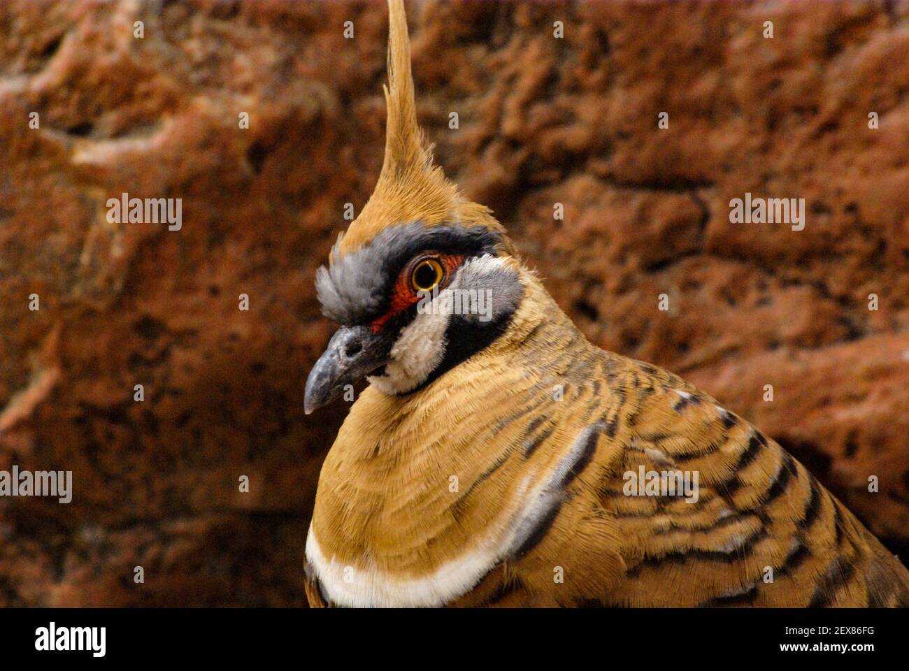 Kopf der Spinifex-Taube, Geophaps plumifera, Taube in natürlichem ...