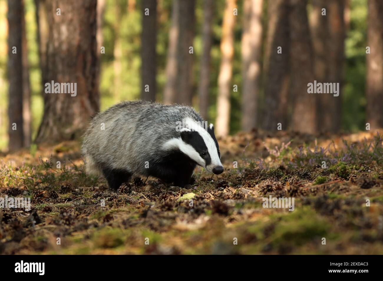 Dachs im wald -Fotos und -Bildmaterial in hoher Auflösung - Seite 2 - Alamy
