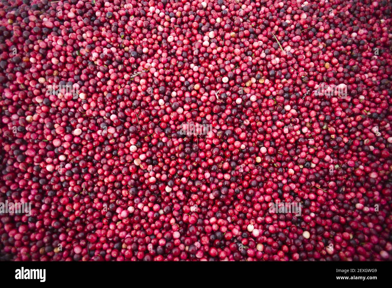 Preiselbeeren ernte -Fotos und -Bildmaterial in hoher Auflösung – Alamy
