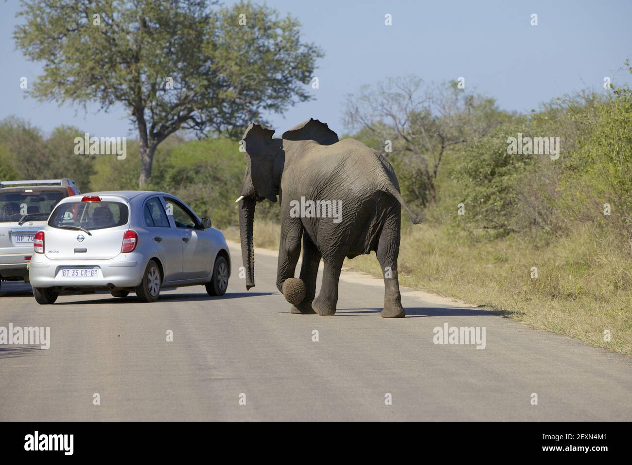 Elefant und auto -Fotos und -Bildmaterial in hoher Auflösung – Alamy