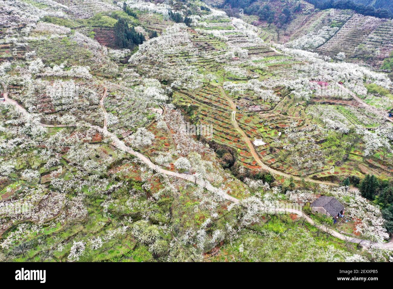 Nach einem Frühlingsregen blühen im Dorf Dayen, Landkreis Guanyang ...