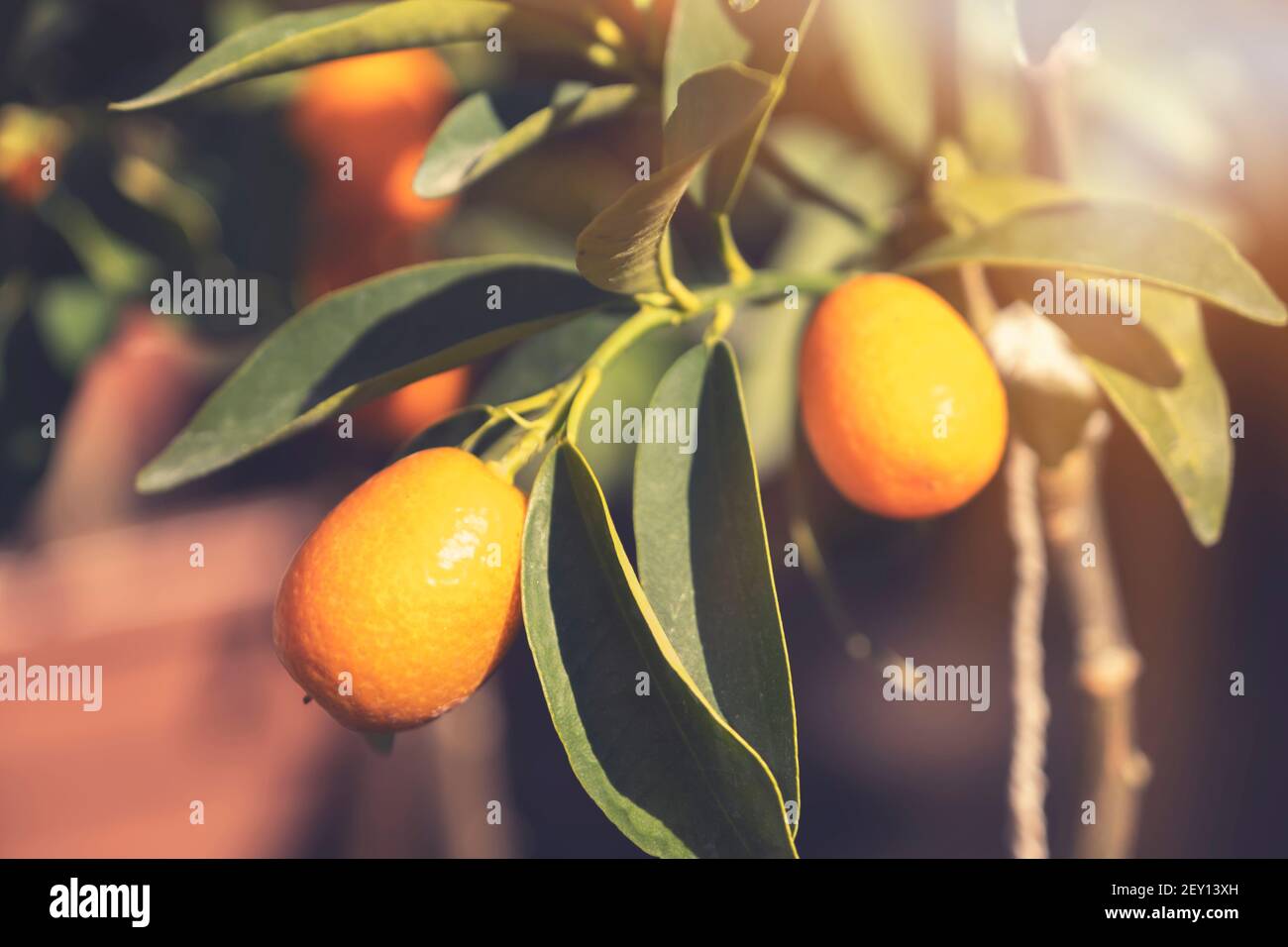 Snack Baum Stockfotos und -bilder Kaufen - Alamy