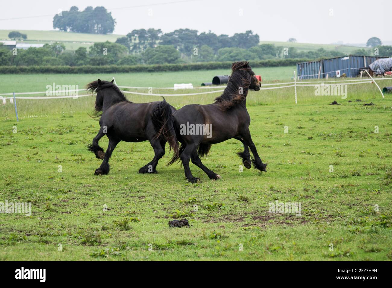 Zwei galoppieren -Fotos und -Bildmaterial in hoher Auflösung – Alamy