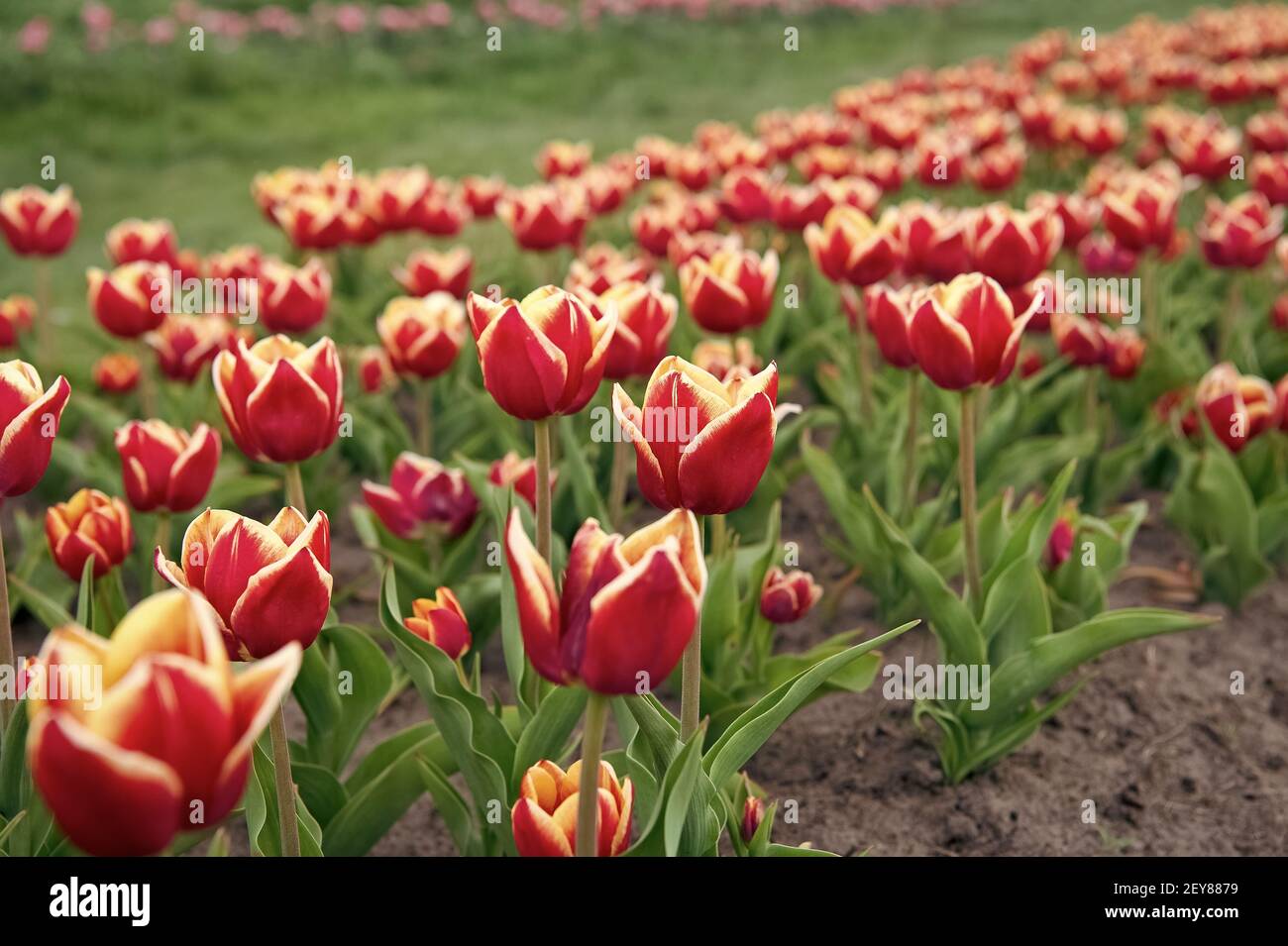 Rote lebendige Blumen. Feld mit Tulpen in den niederlanden. tulpenfeld ...