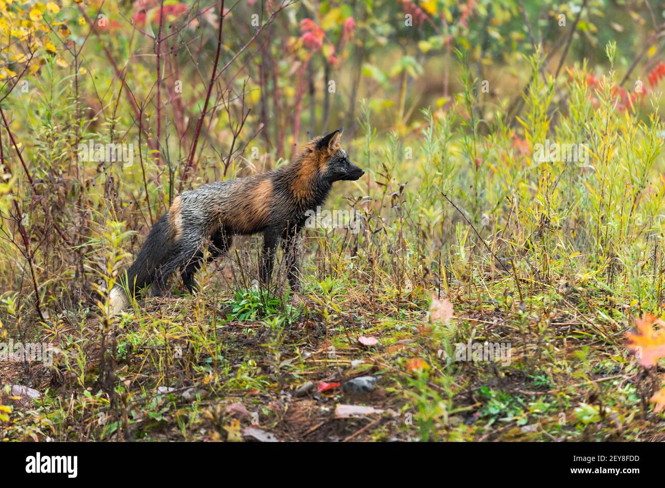 Kreuzfuchs mit -Fotos und -Bildmaterial in hoher Auflösung – Alamy