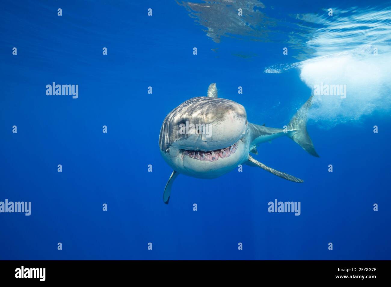 Diese weißen Hai, Carcharodon Carcharias, fotografierte vor Insel ...