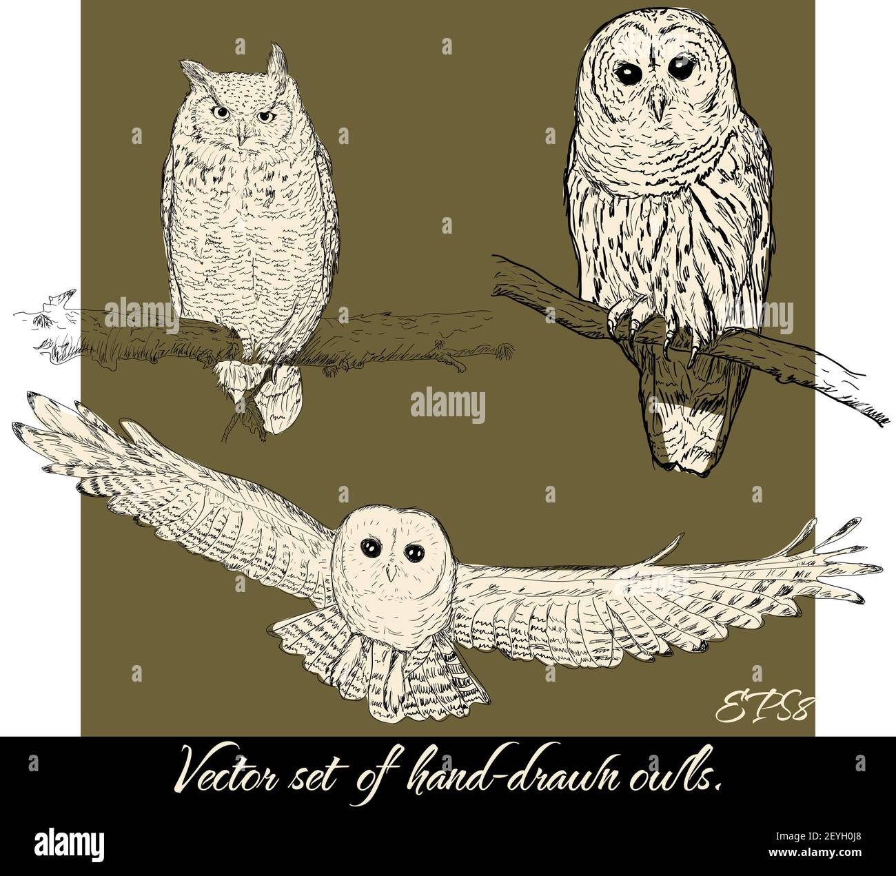 Hand gezeichnete eule -Fotos und -Bildmaterial in hoher Auflösung – Alamy