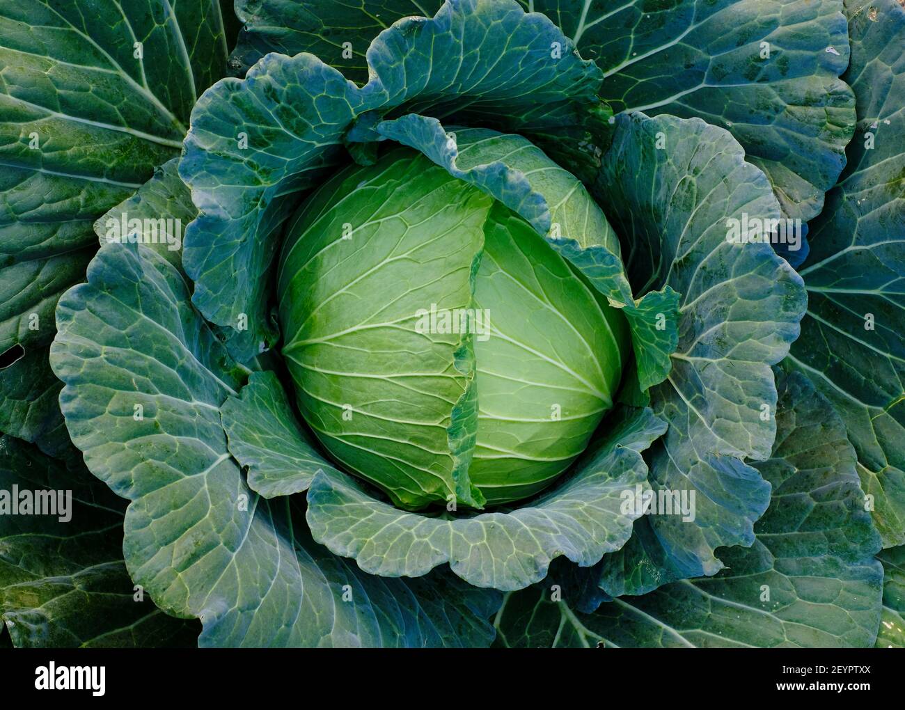 Kohl Ernte Stockfotos und -bilder Kaufen - Alamy