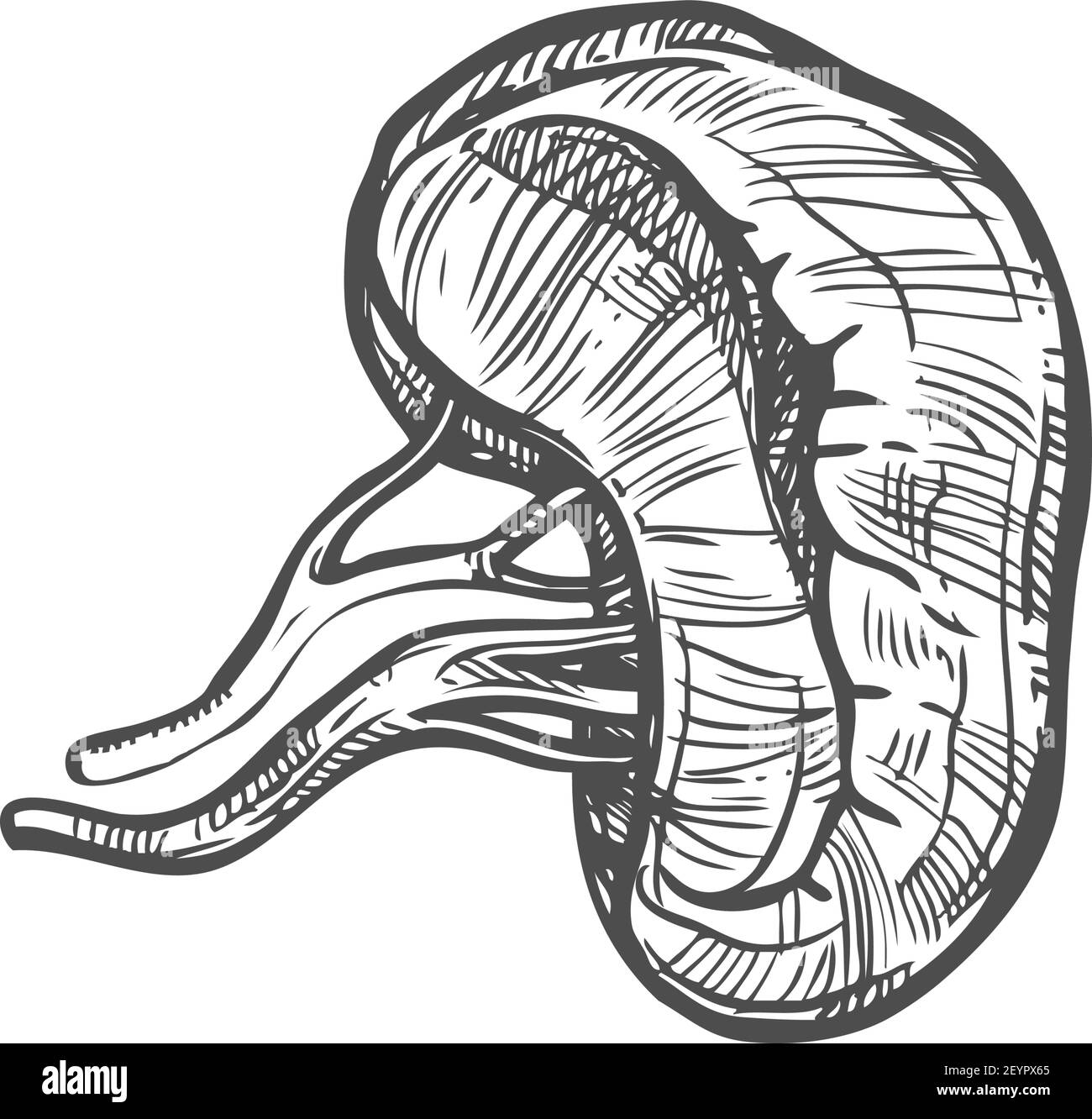Milz anatomie Stock-Vektorgrafiken kaufen - Alamy