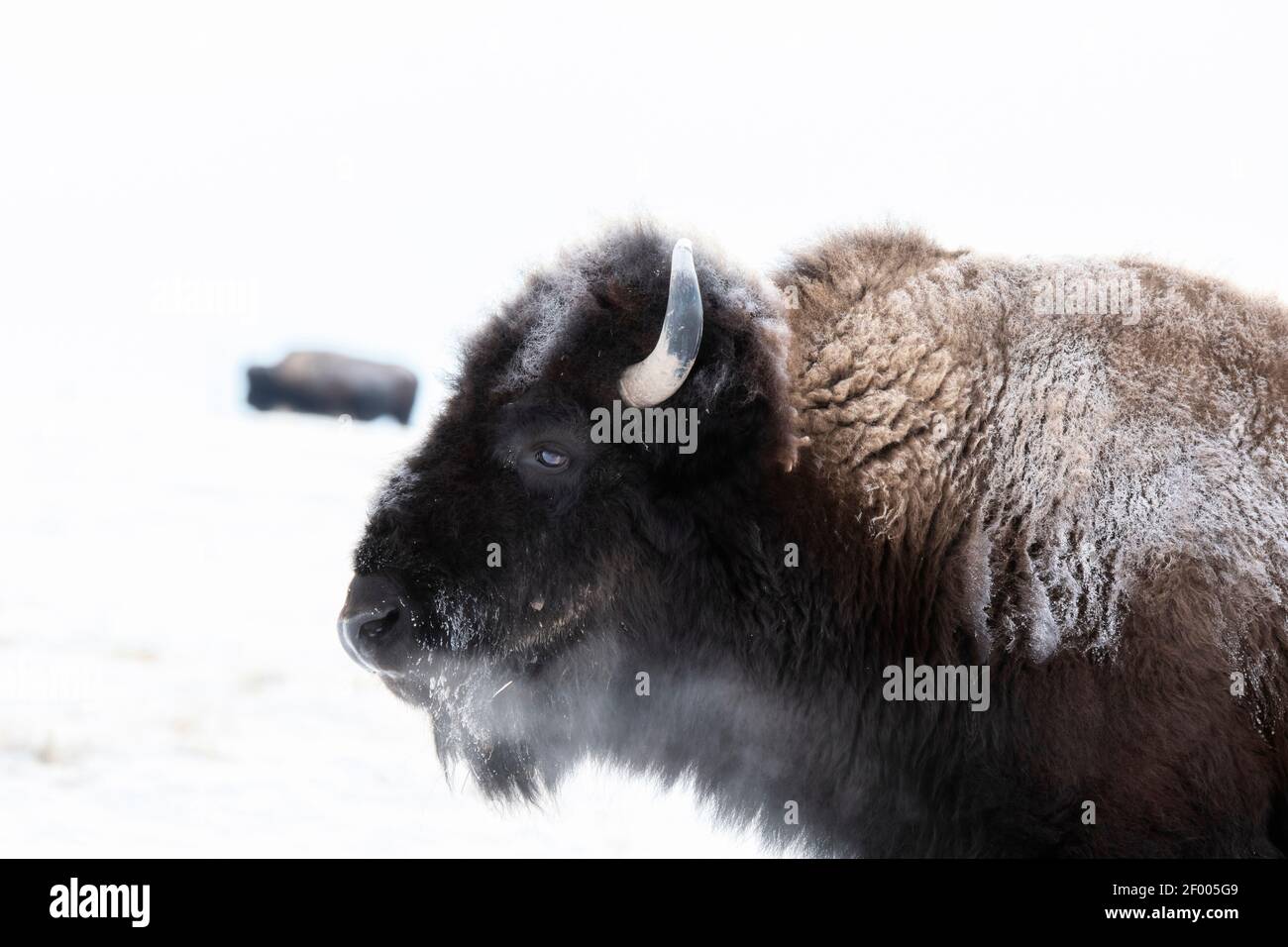 Bison ranching -Fotos und -Bildmaterial in hoher Auflösung – Alamy