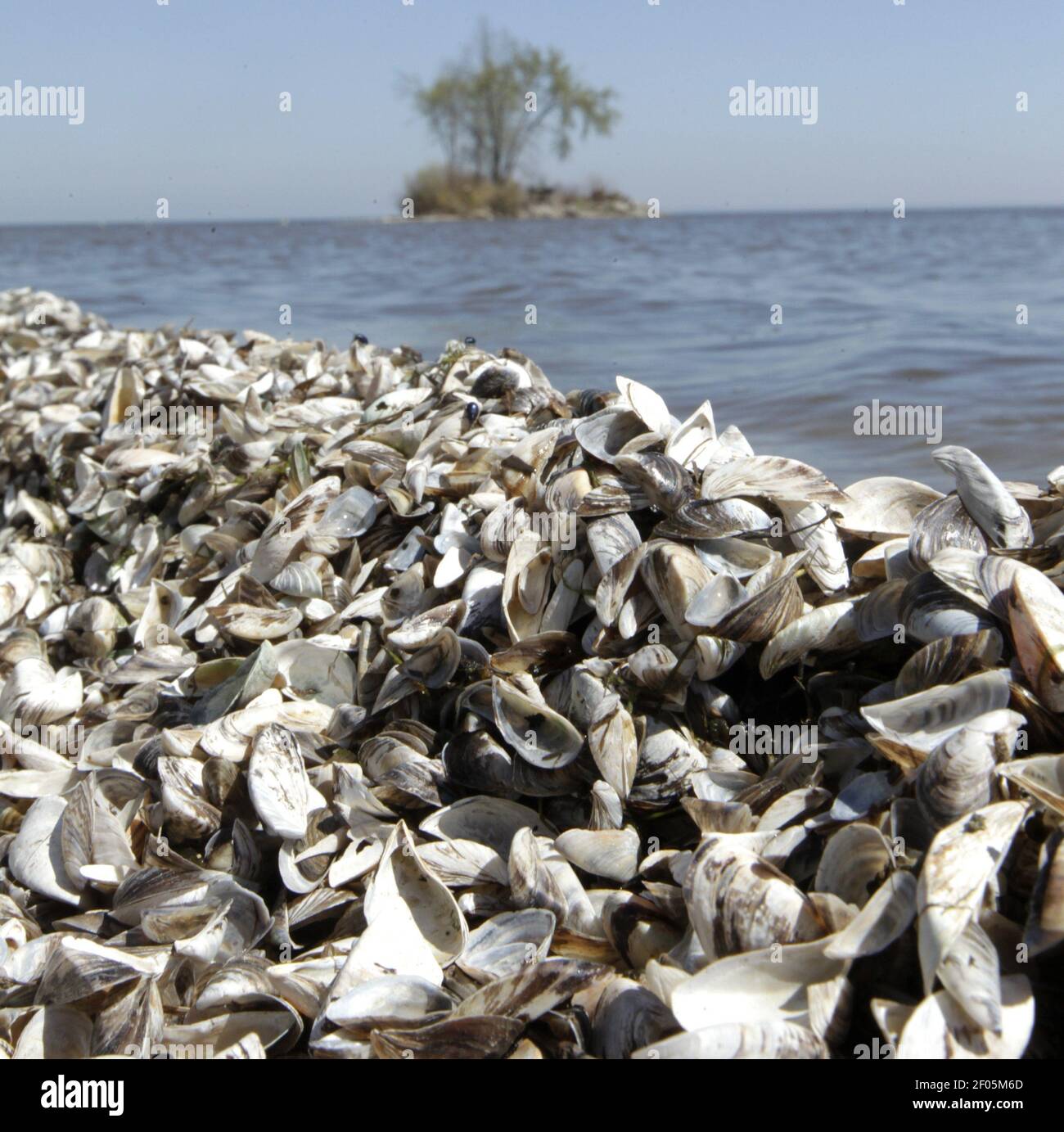 Invasive muschelschalen -Fotos und -Bildmaterial in hoher Auflösung – Alamy