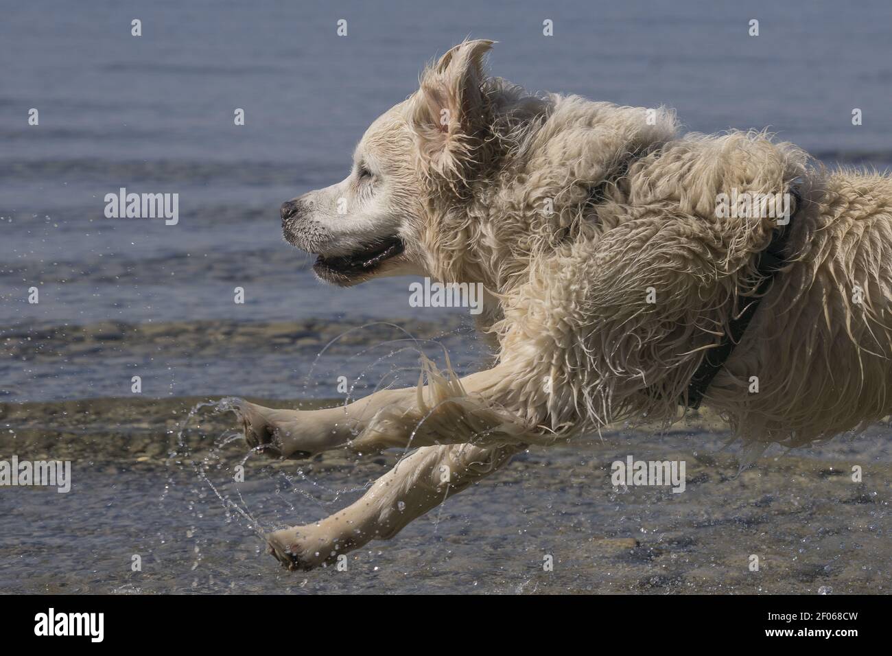Lustiges baden -Fotos und -Bildmaterial in hoher Auflösung – Alamy