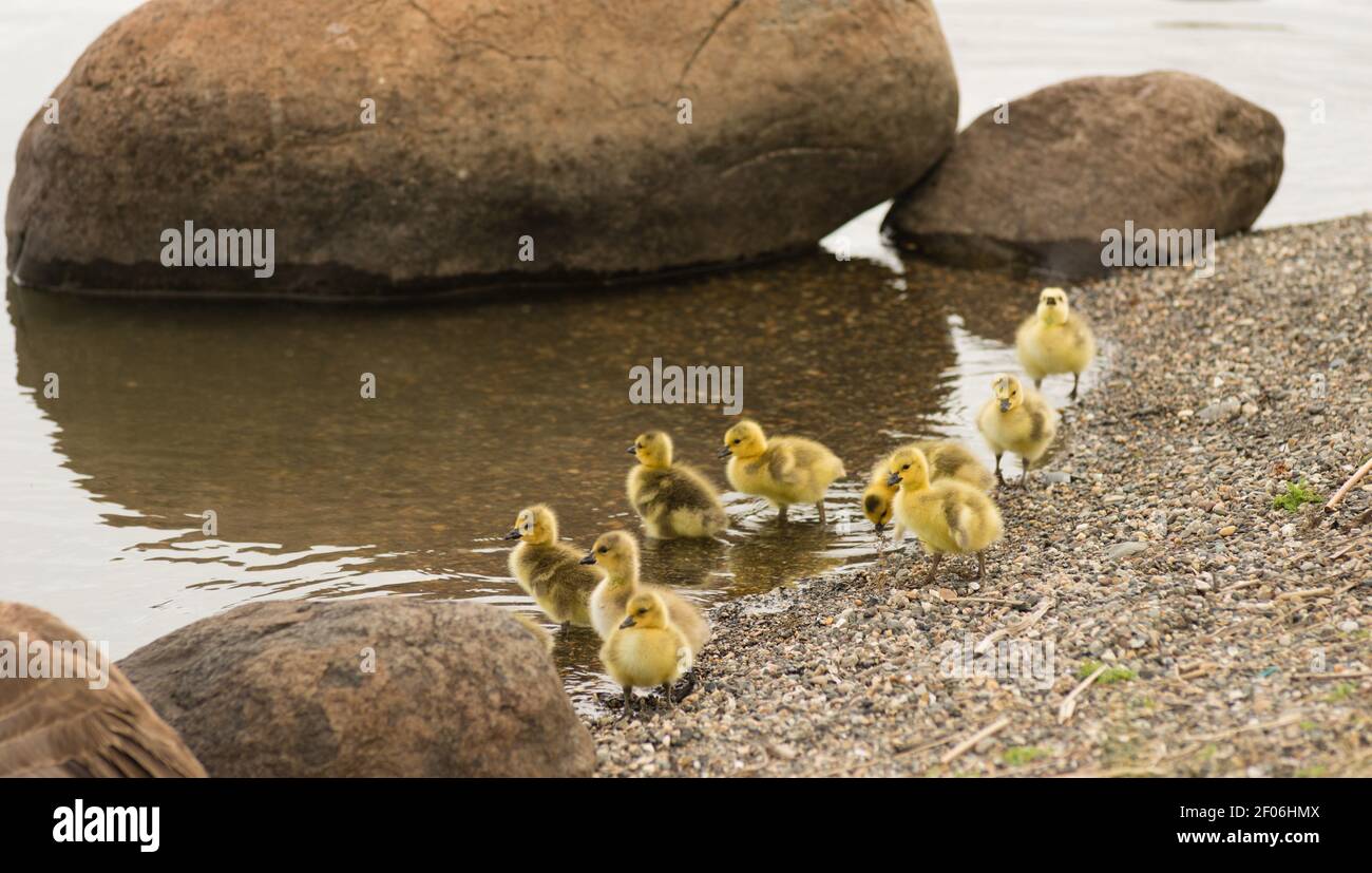 Wilde tiere essen -Fotos und -Bildmaterial in hoher Auflösung – Alamy