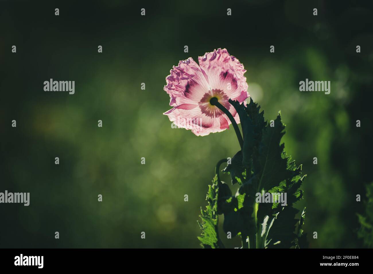 Rosa ziergartenmohn -Fotos und -Bildmaterial in hoher Auflösung – Alamy