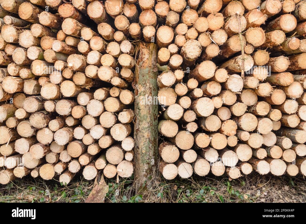 Gefällte Bäume auf einem Holzhof oder Holzfällplatz, Baumstämme Stapel ... Gefällte Bäume auf einem Holzhof oder Holzfällplatz, Baumstämme Stapel ...