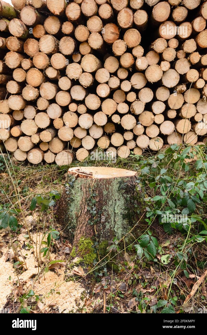 Gefällte Bäume auf einem Holzhof oder Holzfällplatz, Baumstämme Stapel ... Gefällte Bäume auf einem Holzhof oder Holzfällplatz, Baumstämme Stapel ...