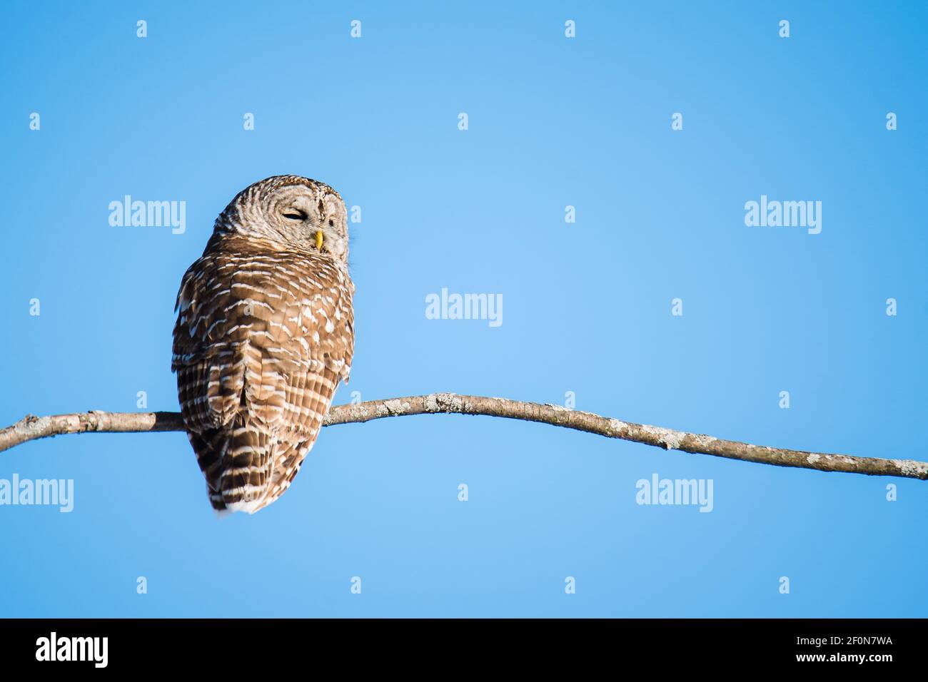 Abgeflachte schwanzfedern -Fotos und -Bildmaterial in hoher Auflösung – Alamy